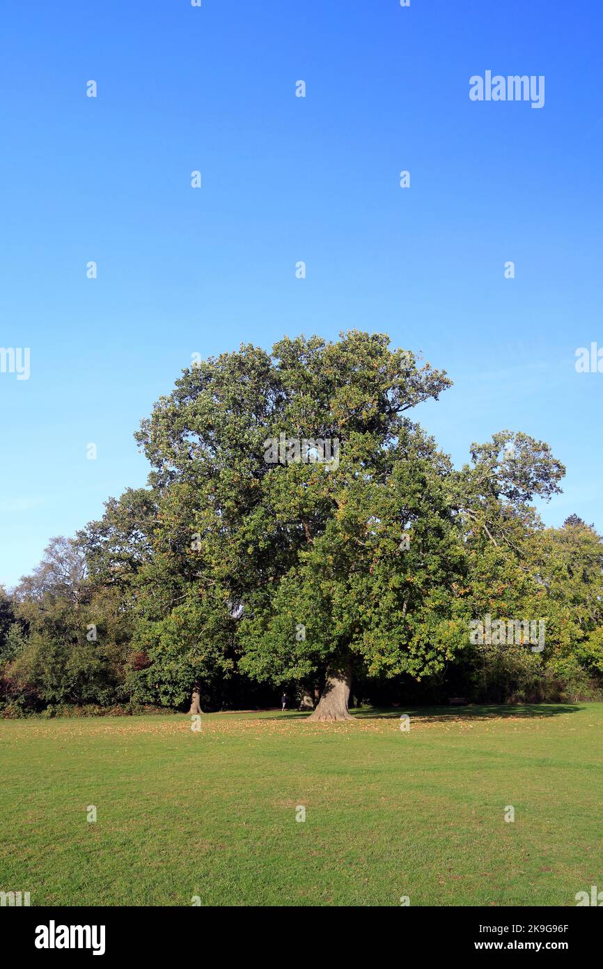 Large oak tree, Heath Park, Cardiff. October 2022. Early Autumn. cym ...