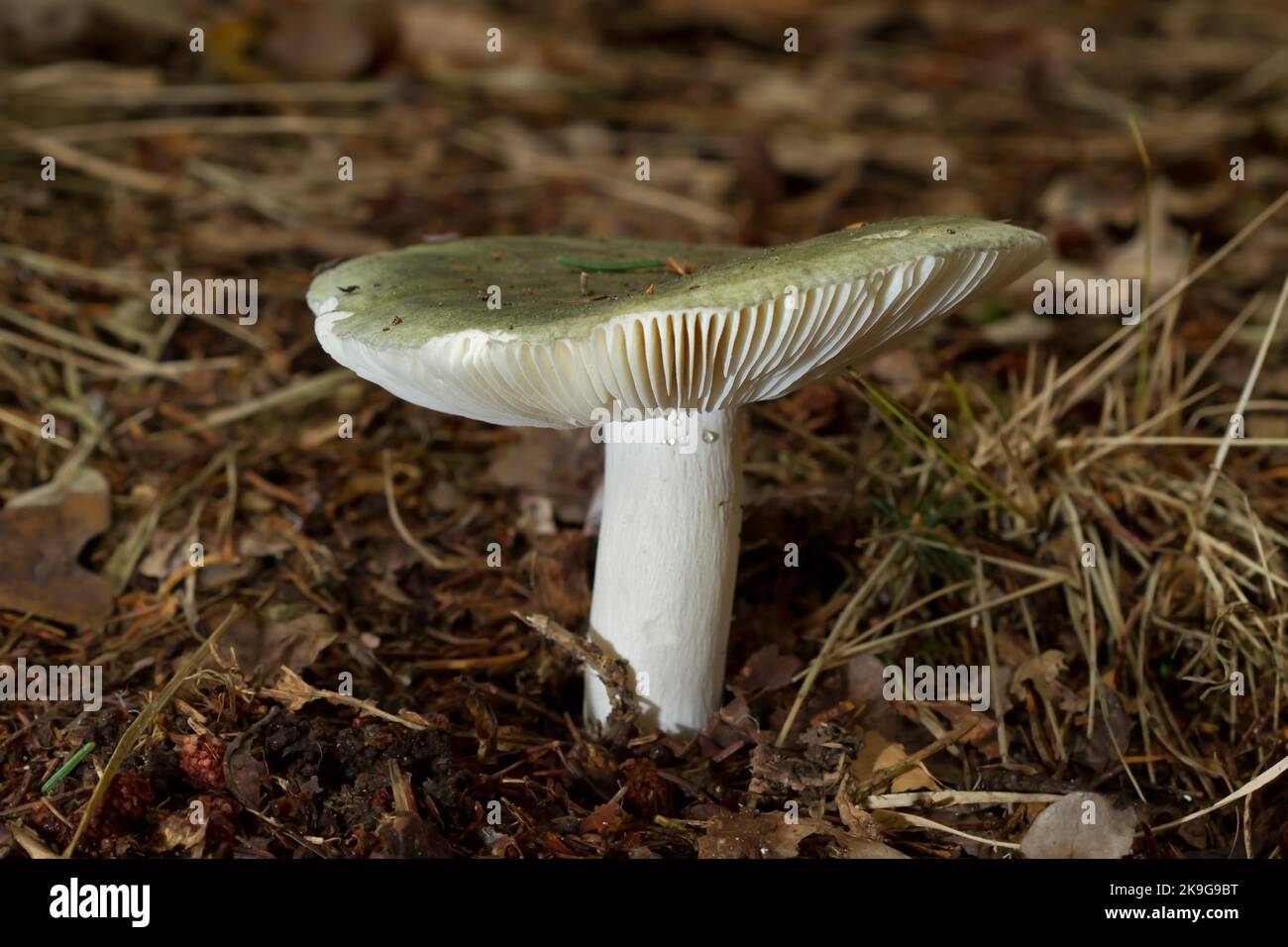 Green-cracking russula, edible mushroom with pale green cap in forest ...