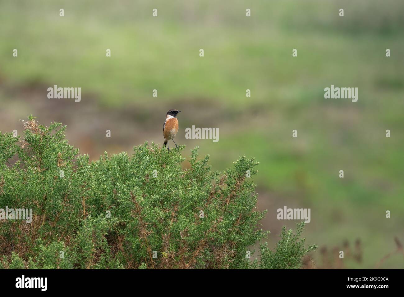 European Stonechat (Saxicola Rubicola) – A Male Perches On A Bush In A ...