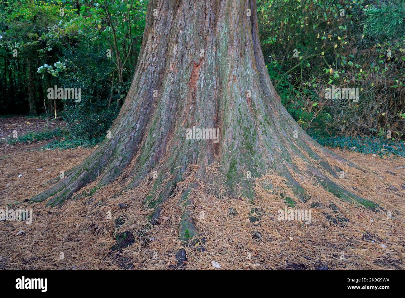 Bottom of redwood tree trunk. Sequoia. Heath Park views, Cardiff ...