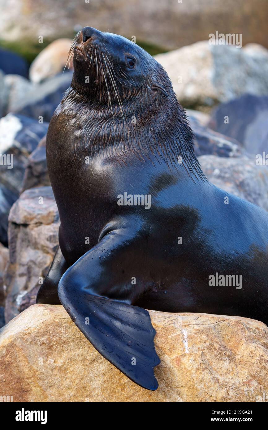 Seal stock image hi-res stock photography and images - Alamy