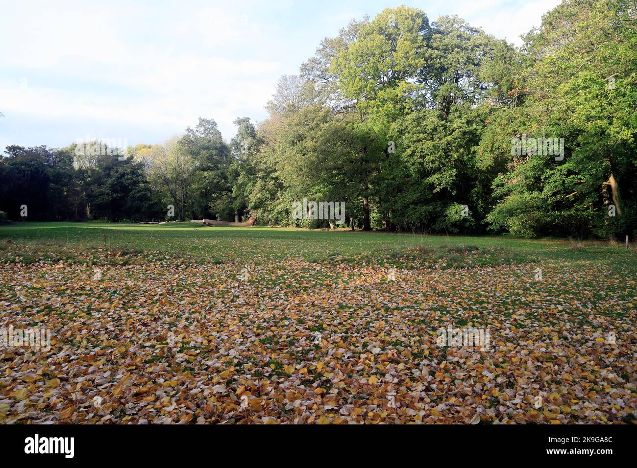Heath Park autumn trees and foliage and fallen leaves., Cardiff ...