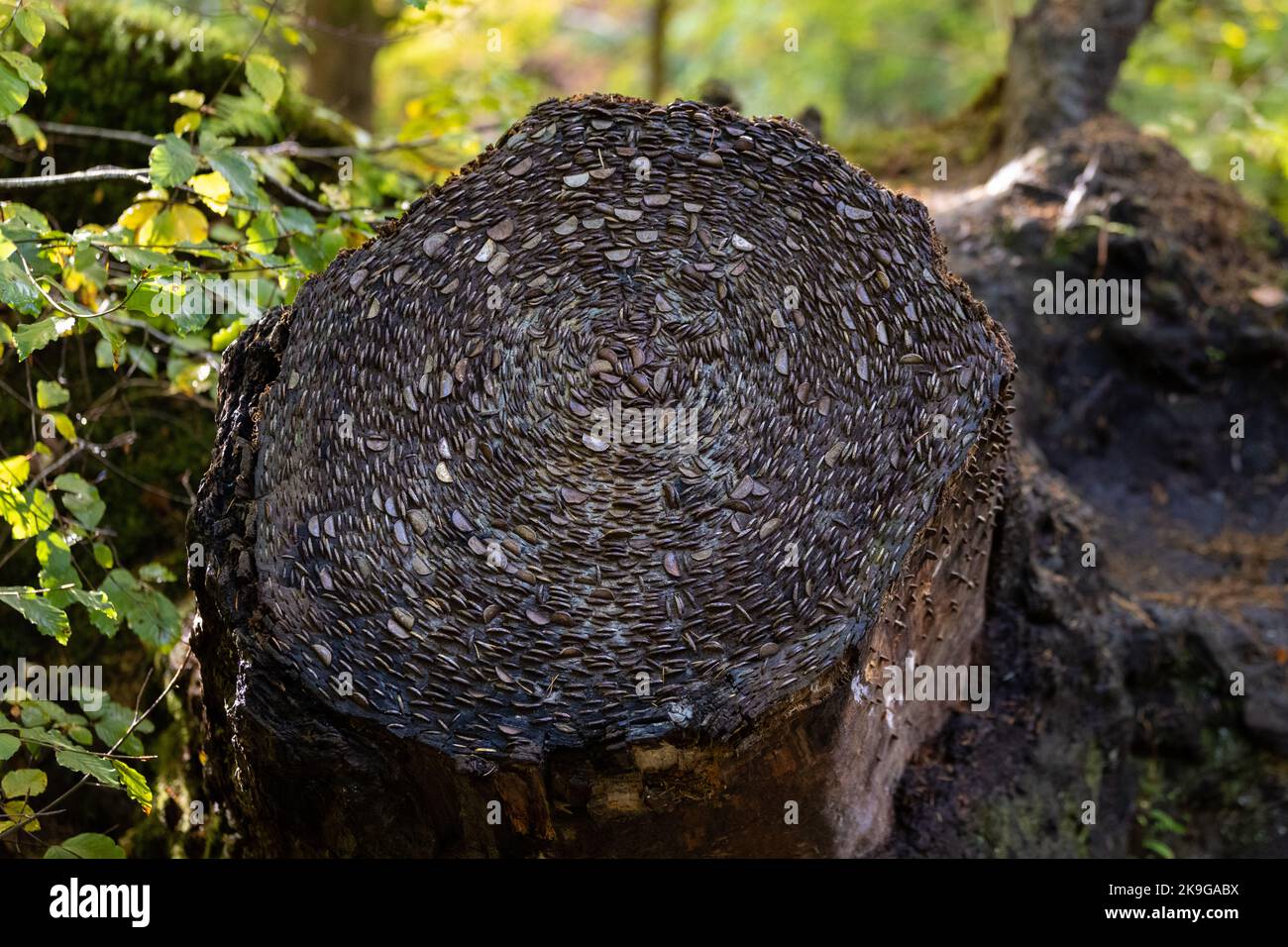 Coins hammered in wish tree stump, The Hermitage, Dunkeld, Scotland, UK ...