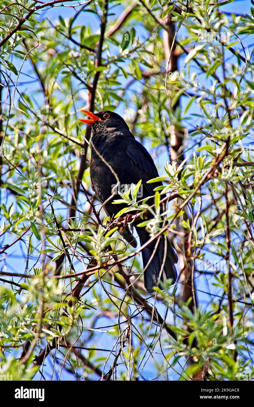 Blackbird singing in a tree Stock Photo - Alamy