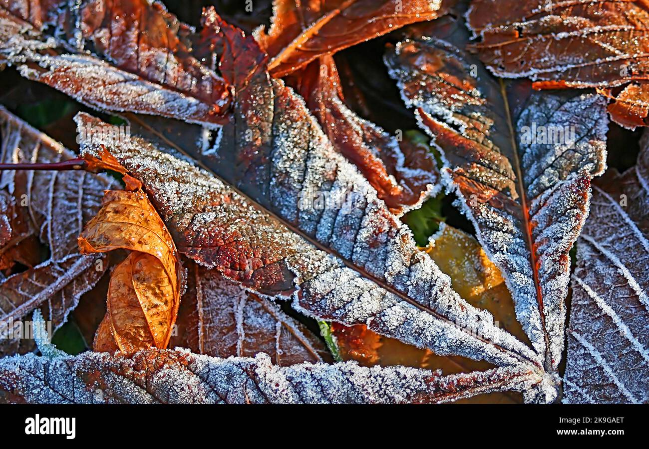 Frosted fall leaf hi-res stock photography and images - Alamy