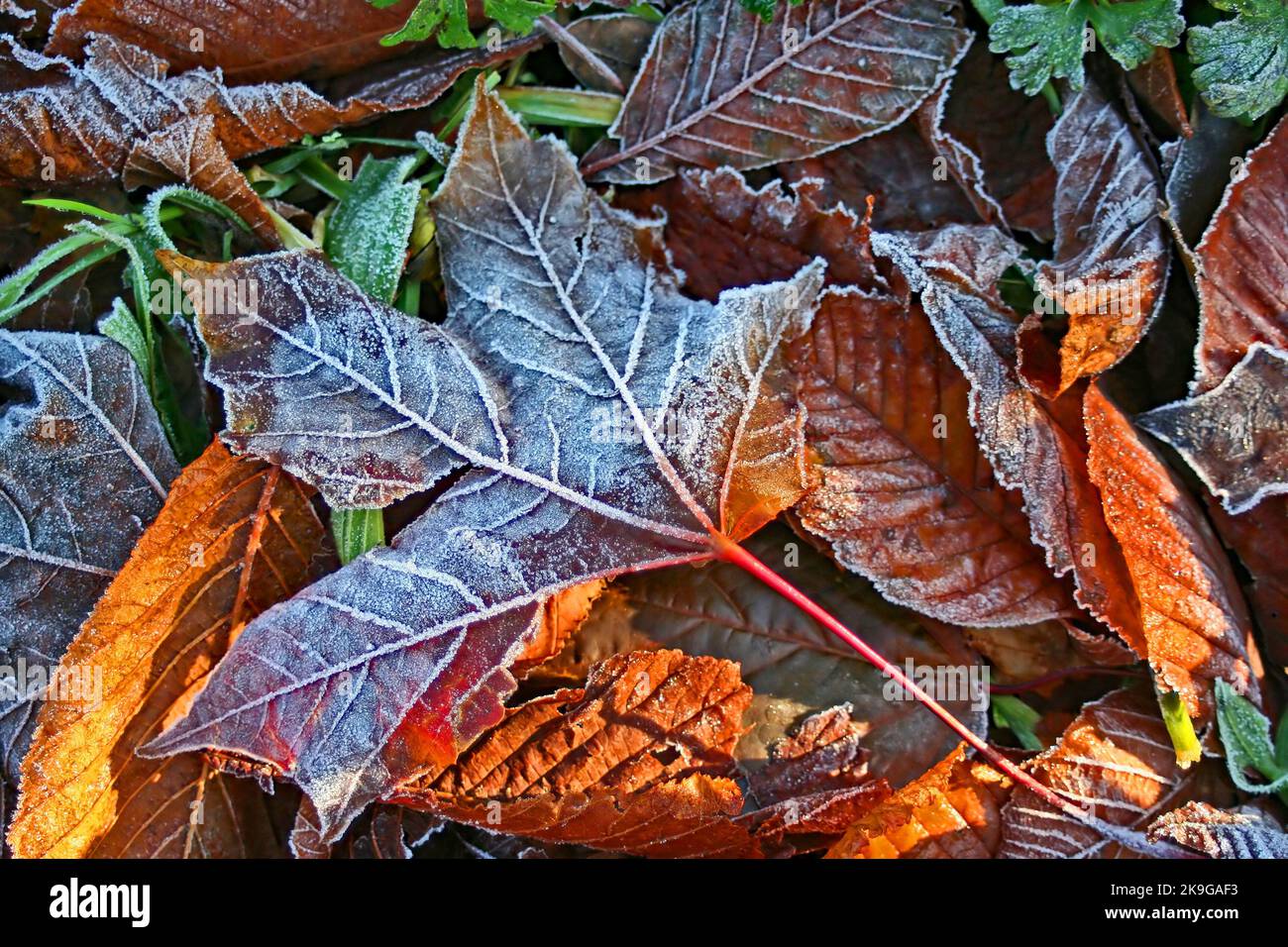 Frosted winter leaves Stock Photo - Alamy