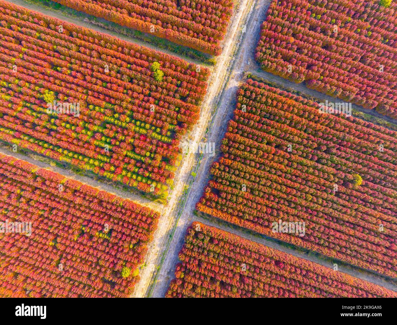 HUAI'AN, CHINA - OCTOBER 28, 2022 - An aerial photo shows the red maple ...