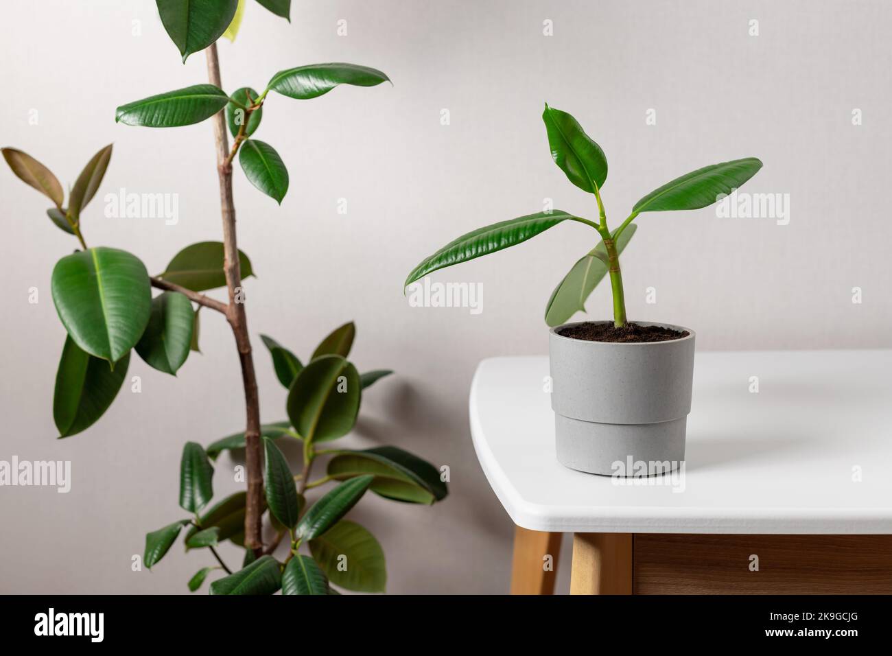 young ficus elastic plant near ficus tree Stock Photo - Alamy