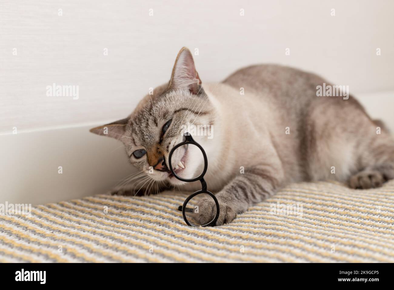 Young tabby cat biting glasses on couch Stock Photo - Alamy