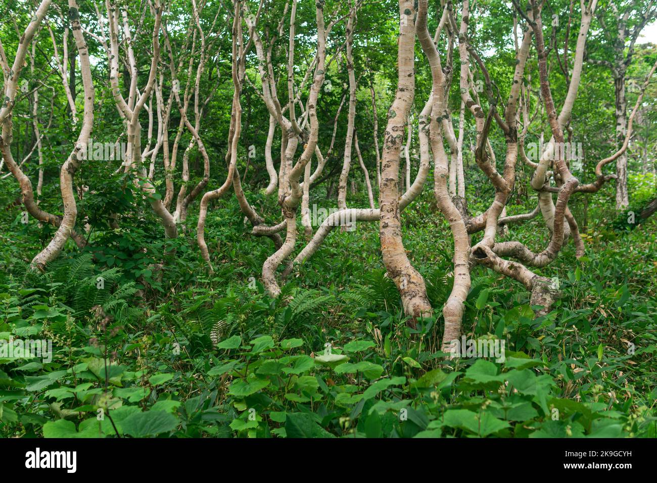 forest landscape of the island of Kunashir, twisted trees and ...