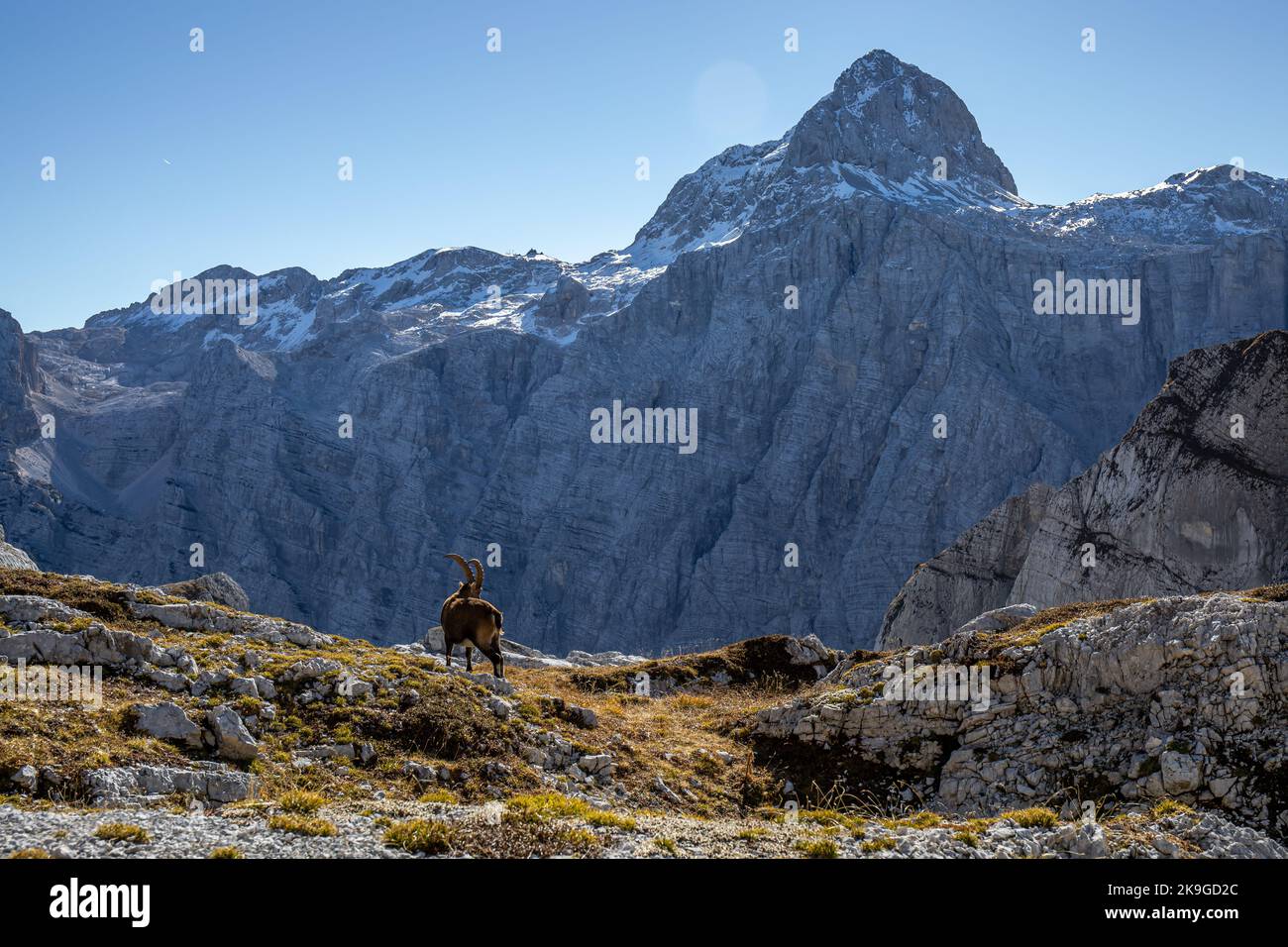 Alpine ibex picture taken in Julian alps, Slovenia Stock Photo - Alamy