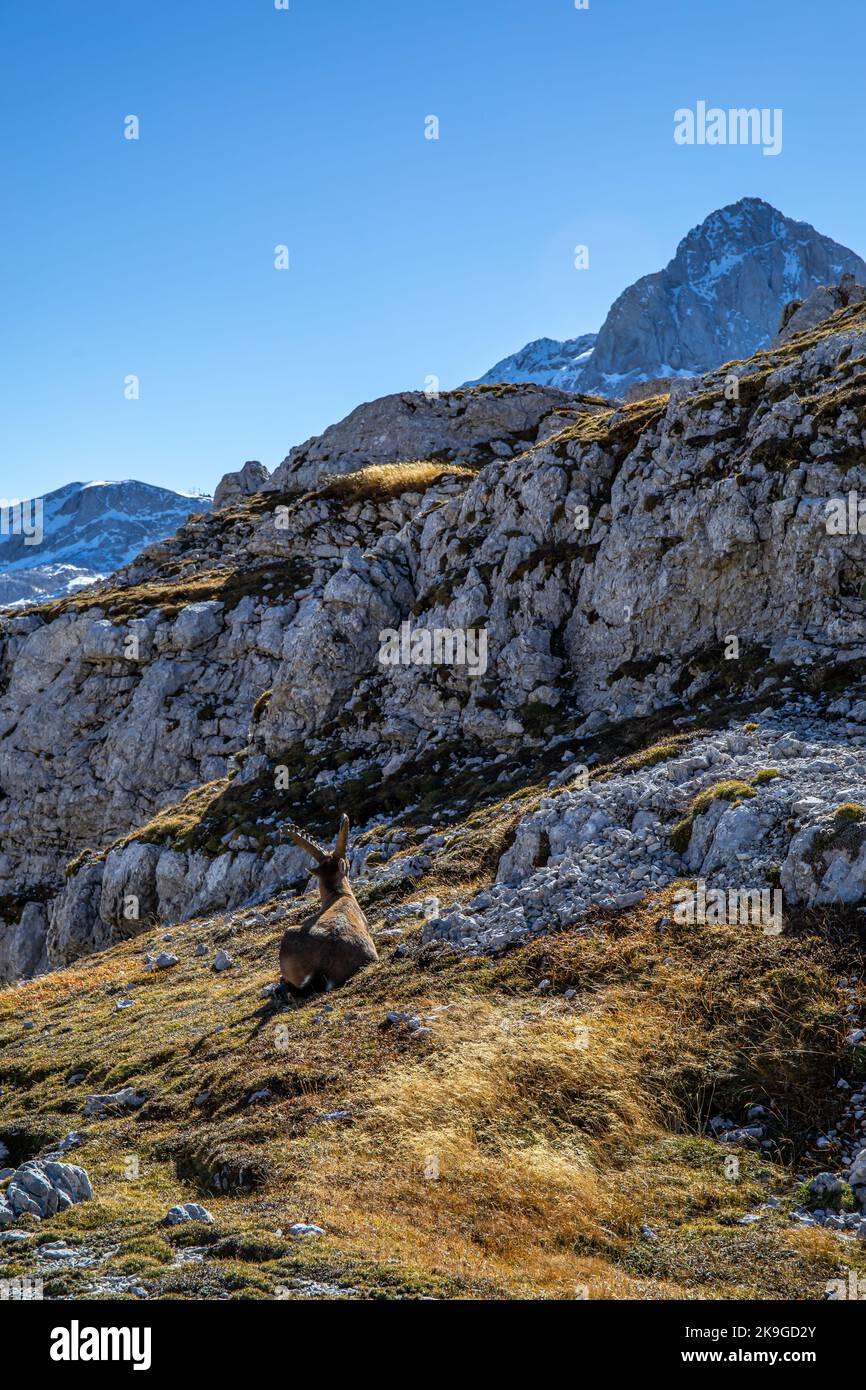 Alpine ibex picture taken in Julian alps, Slovenia Stock Photo - Alamy
