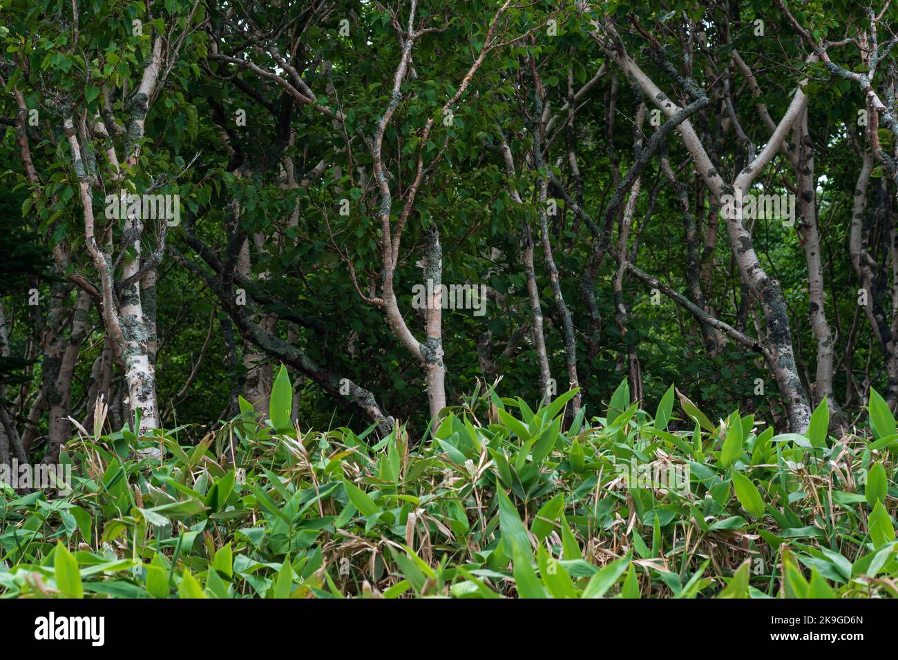 forest landscape of the island of Kunashir, twisted trees and ...