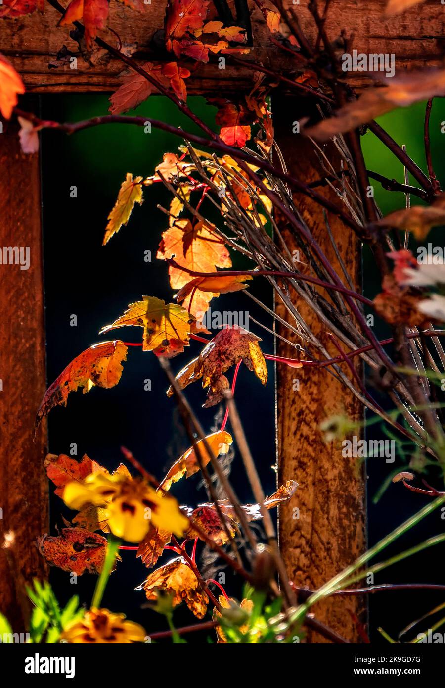 Autumn leaves in deep shadow Stock Photo - Alamy