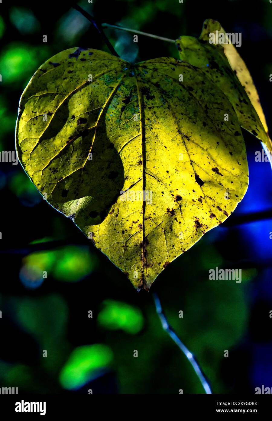 Autumn leaves in deep shadow Stock Photo - Alamy