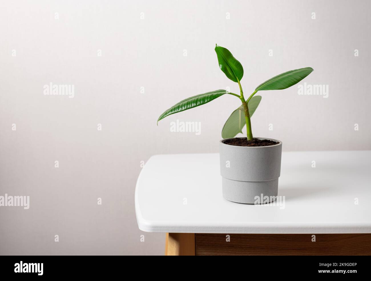 Potted young ficus elastic tree on white table Stock Photo - Alamy