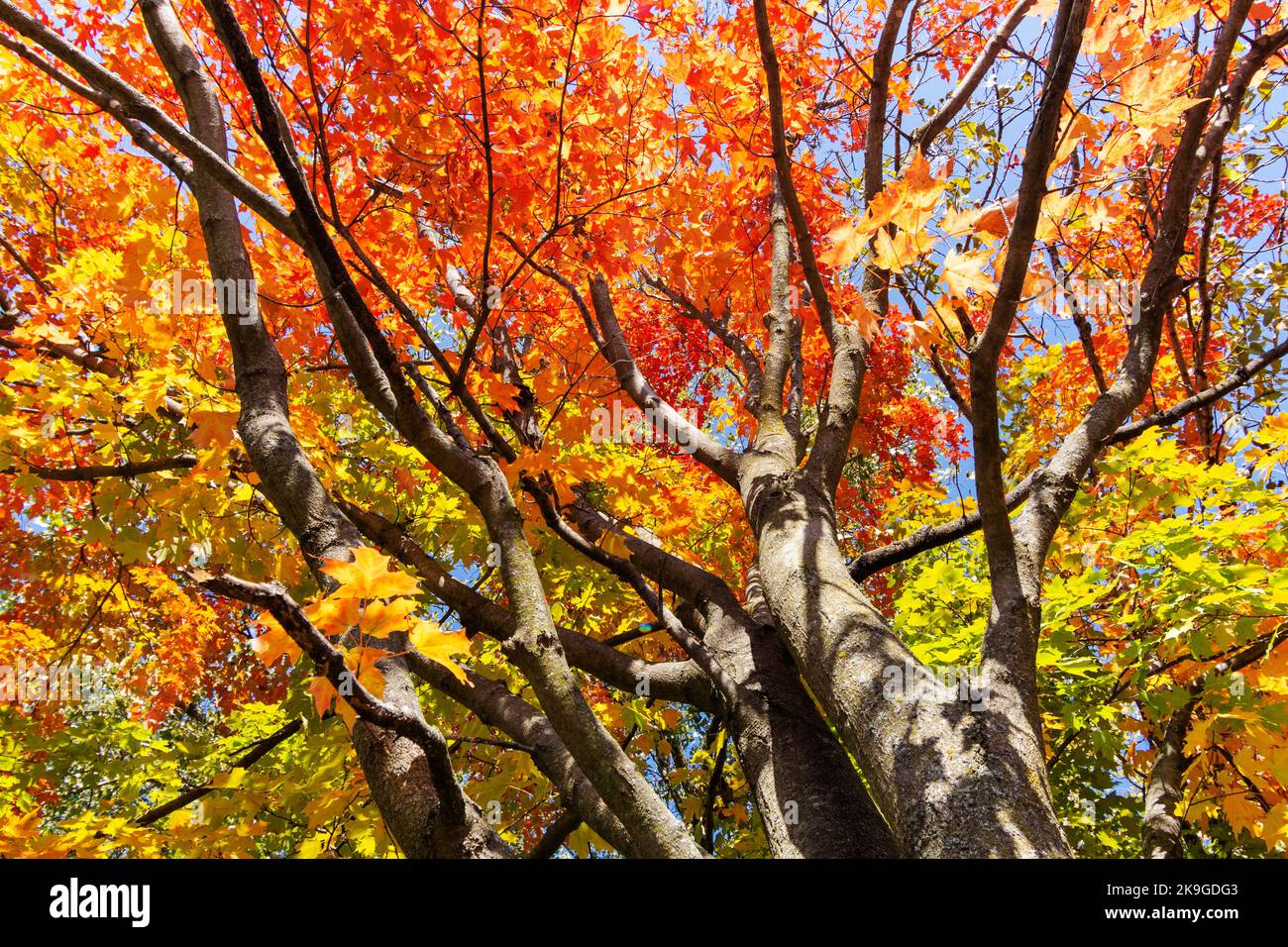 Looking up into maple trees in full fall foliage. Bright sunny day ...