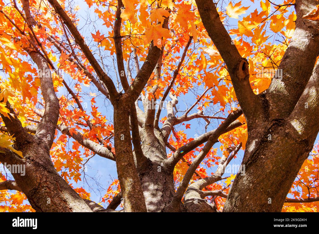 Looking up into maple trees in full fall foliage. Bright sunny day ...