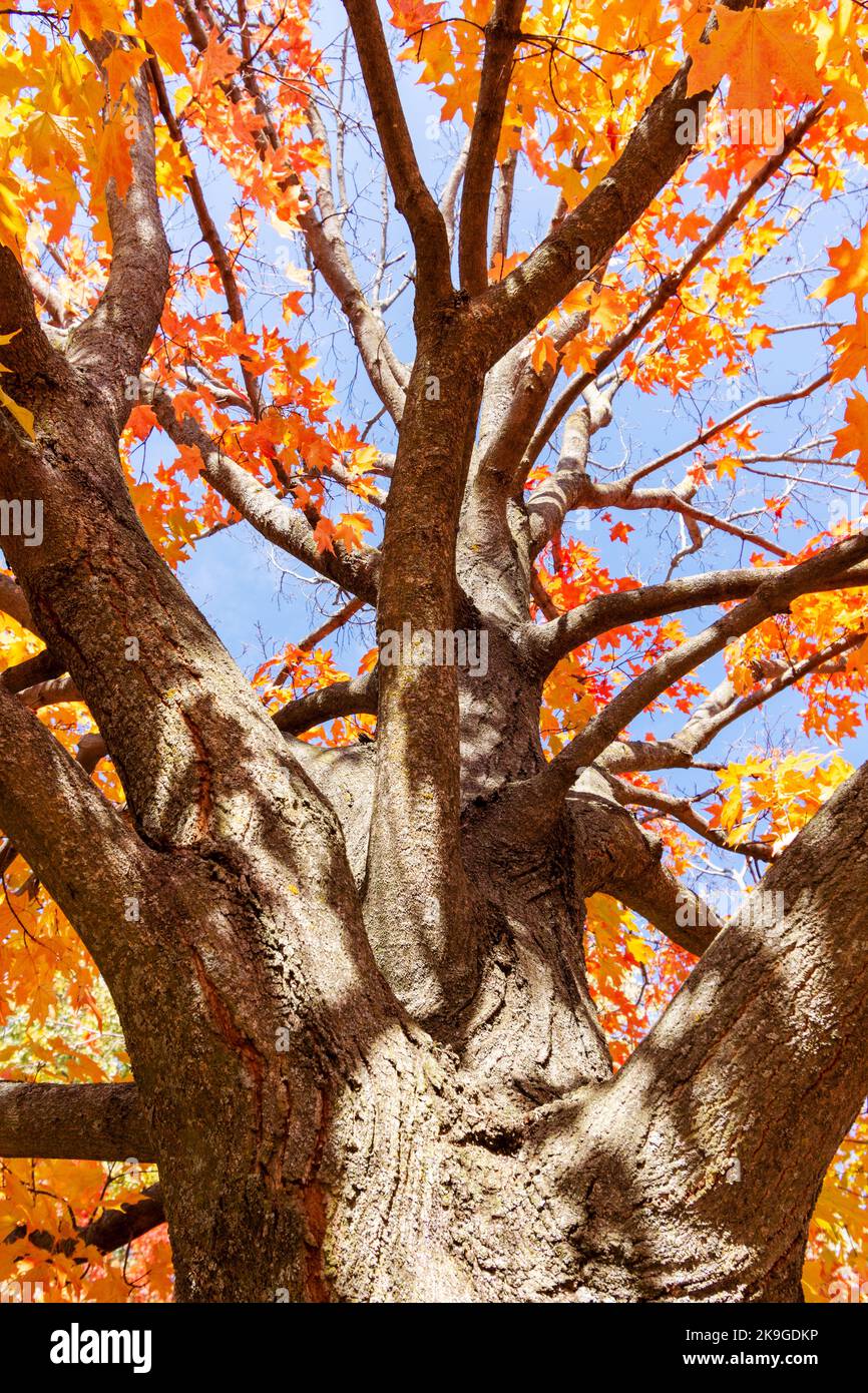 Looking up into maple trees in full fall foliage. Bright sunny day ...