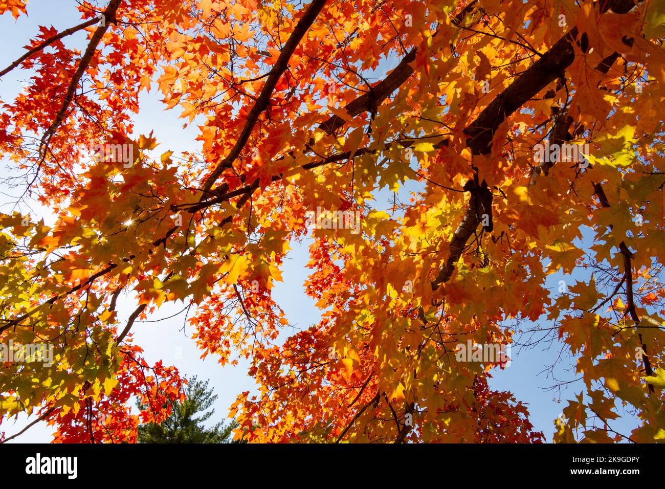 Looking up into maple trees in full fall foliage. Bright sunny day ...