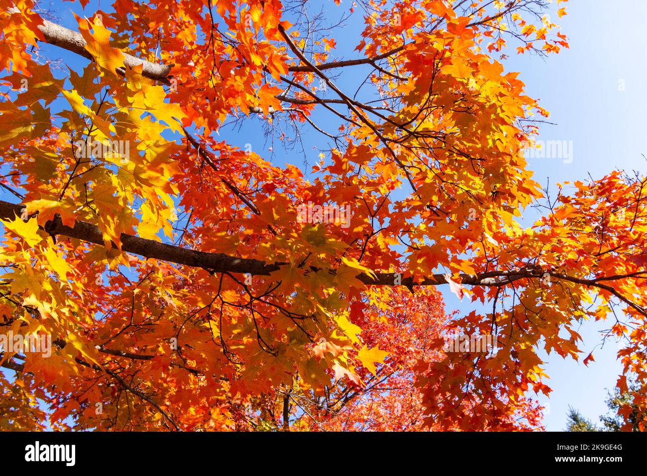 Looking up into maple trees in full fall foliage. Bright sunny day ...
