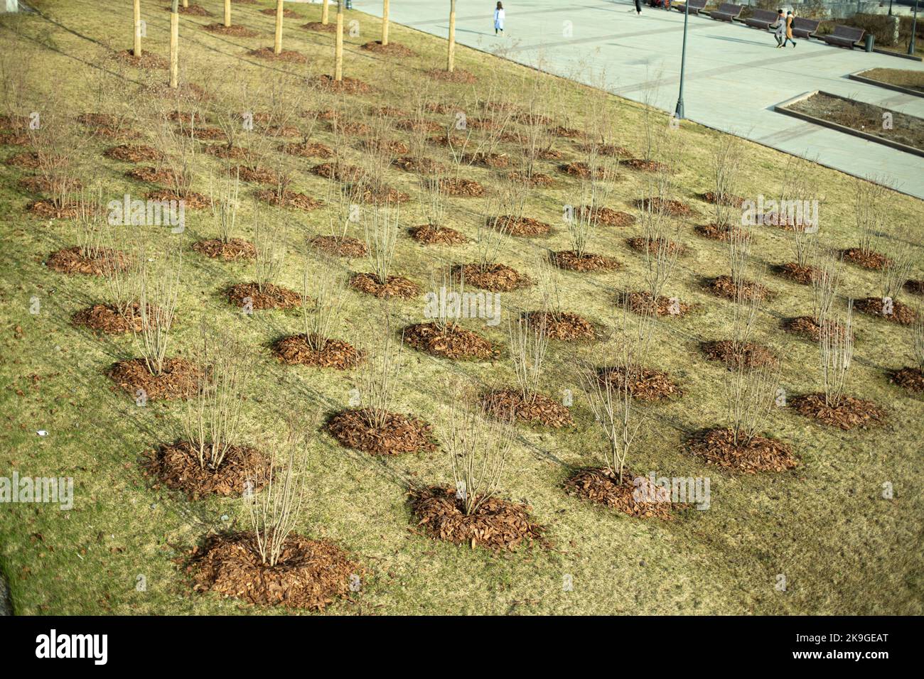 Lots of trees in holes. Planting seedlings in ground. City Park. Spring ...