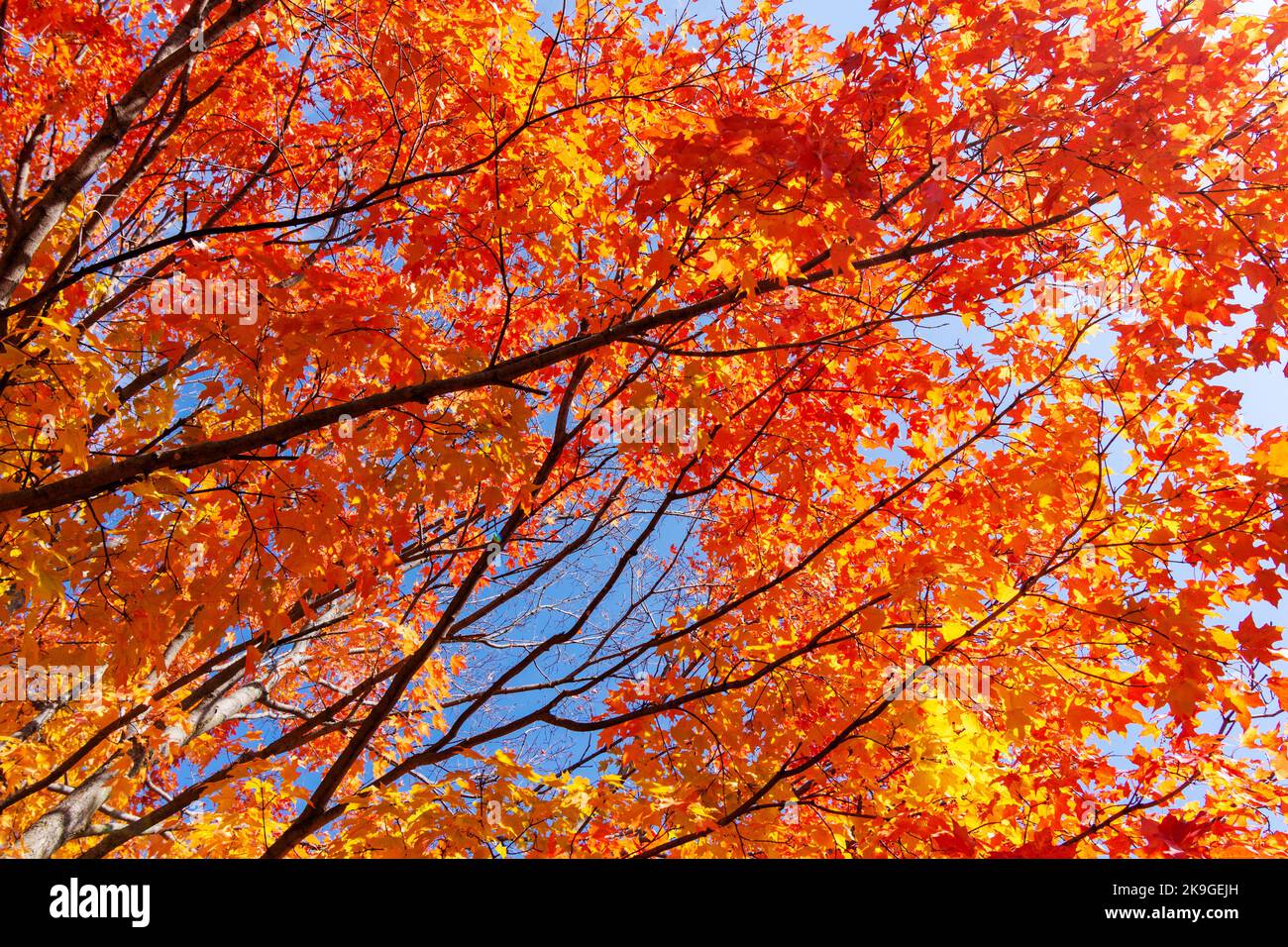 Looking up into maple trees in full fall foliage. Bright sunny day ...