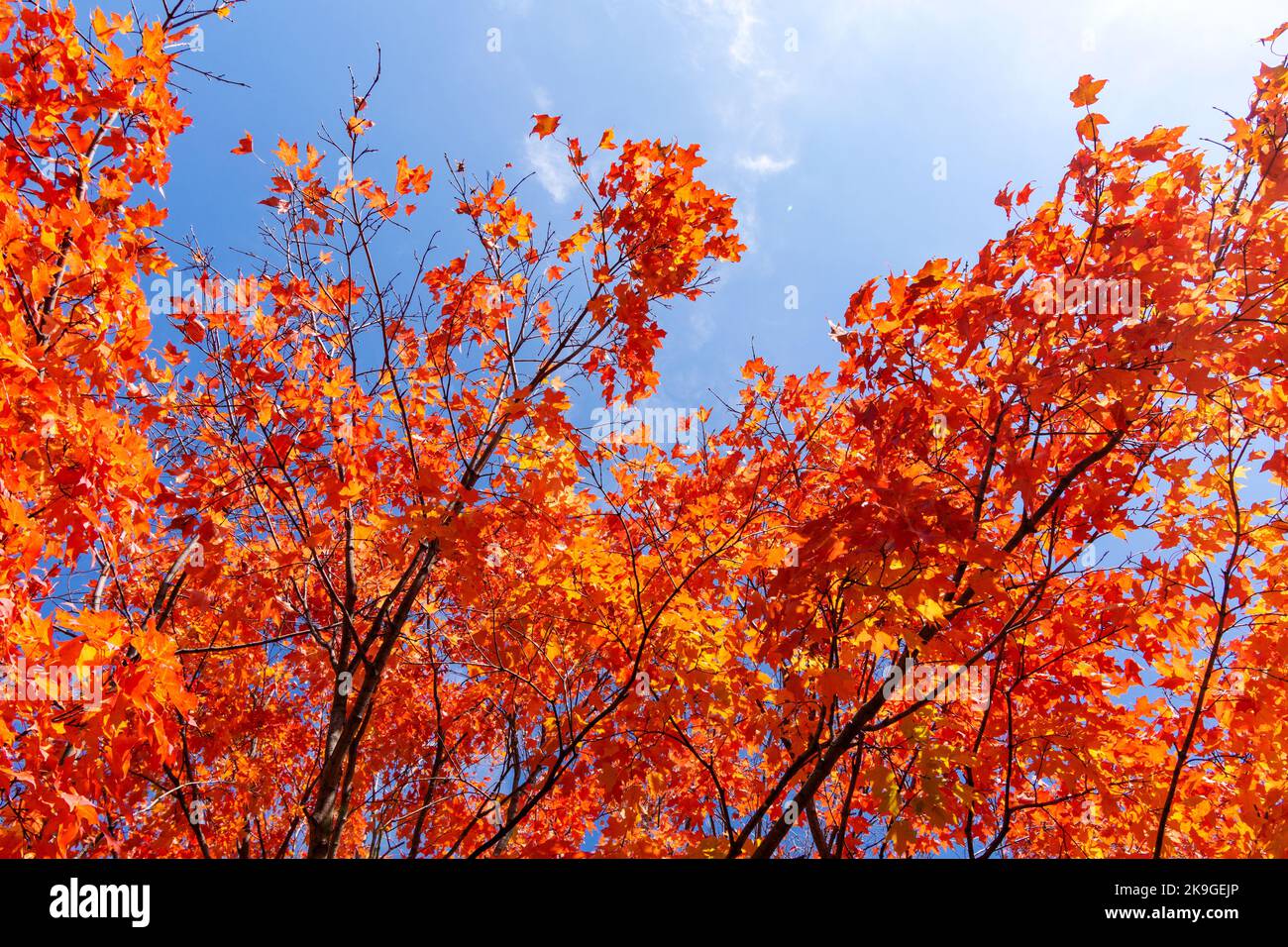 Looking up into maple trees in full fall foliage. Bright sunny day ...