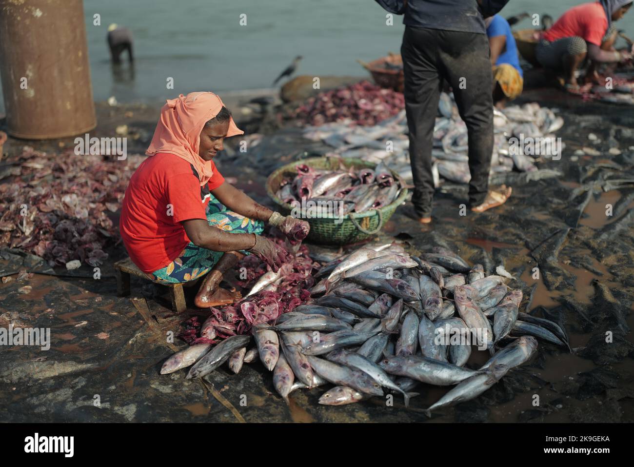 A fisher woman cleaning the freshly catch fish Stock Photo - Alamy