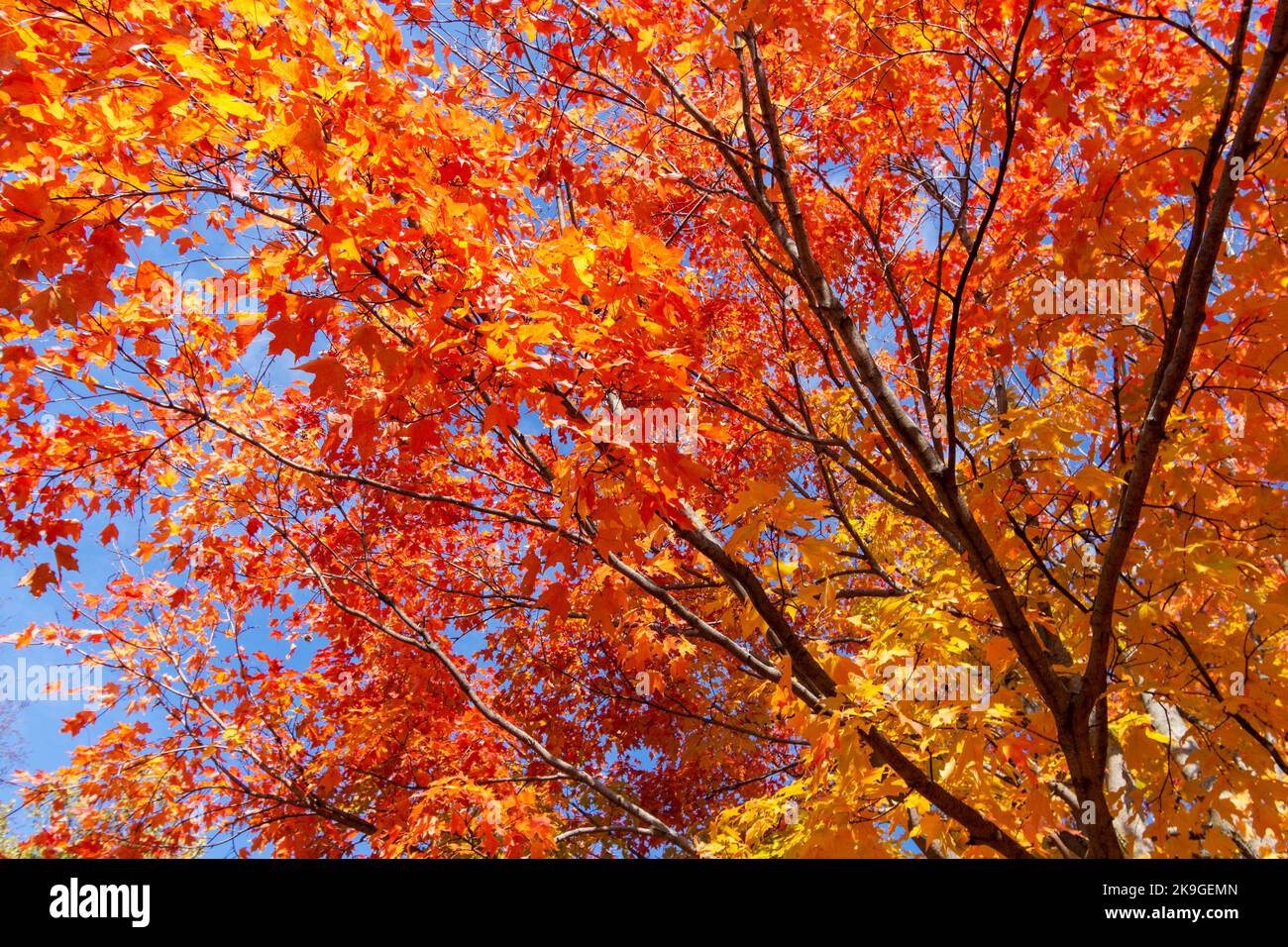 Looking up into maple trees in full fall foliage. Bright sunny day ...