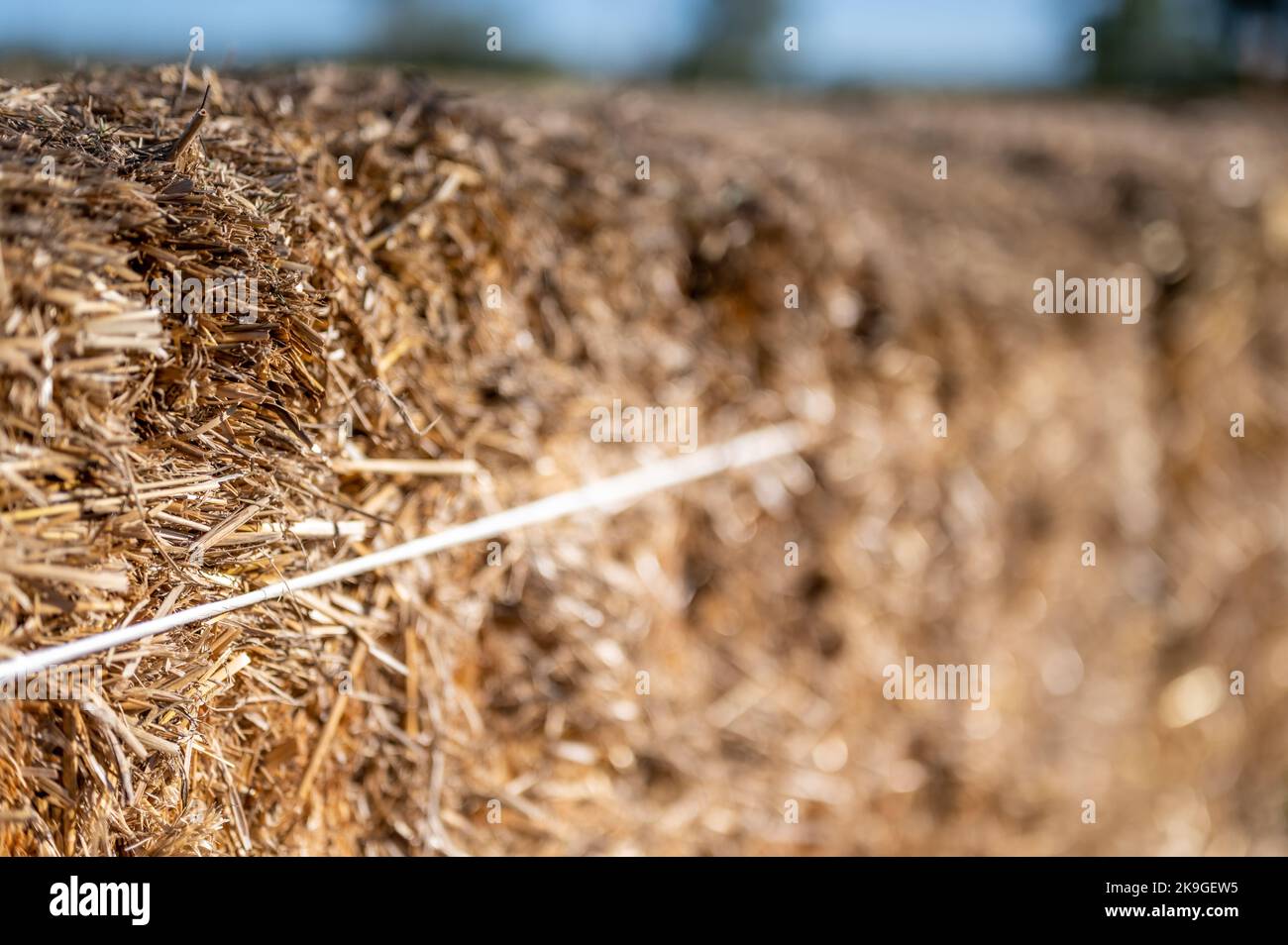 Selective focus on wire tie used on a square straw hay bale Stock Photo ...