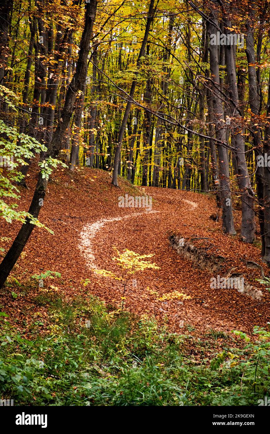beautiful autumn forest with colorful leaves Stock Photo - Alamy