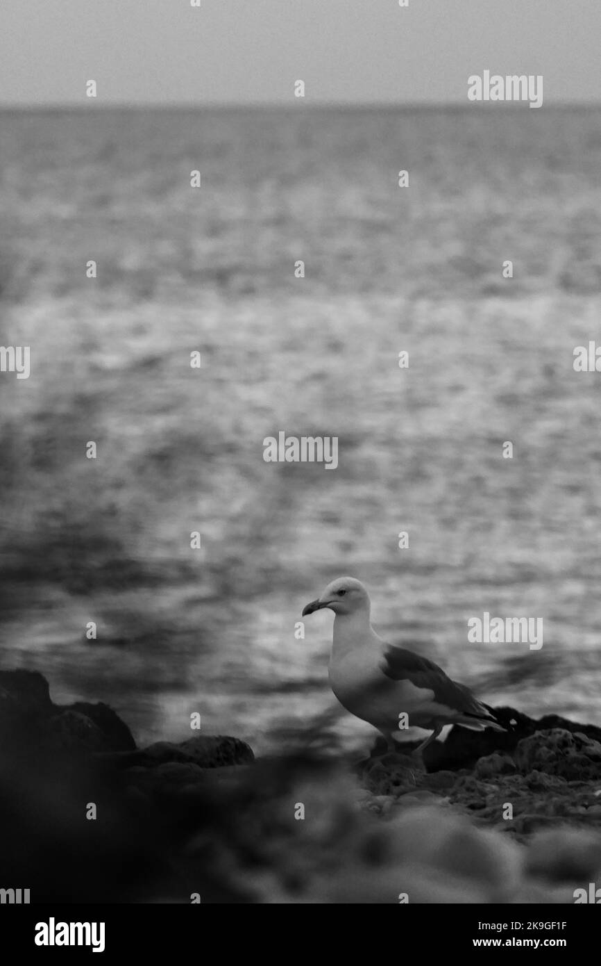 A vertical closeup grayscale of a sea Gull on the shore with the beach ...