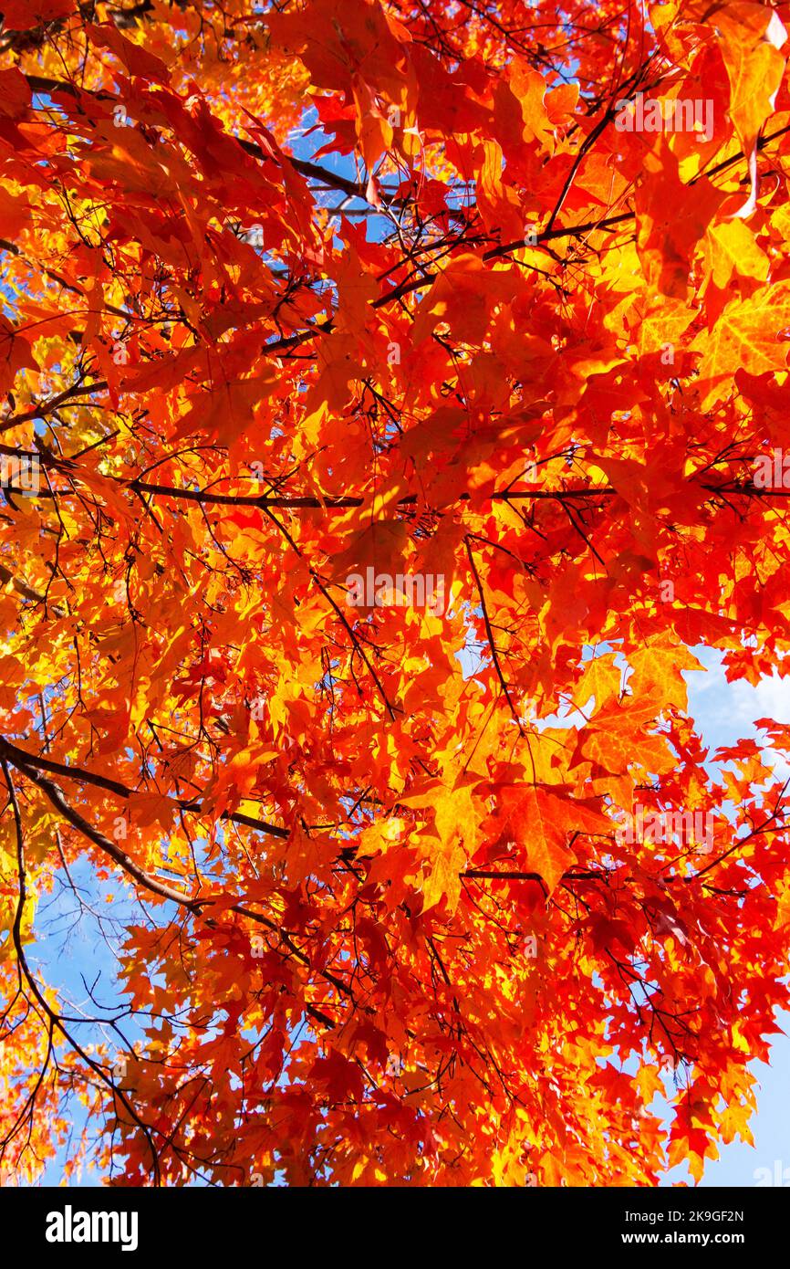 Maple tree tree nature park with branches of trees bright hi-res stock ...