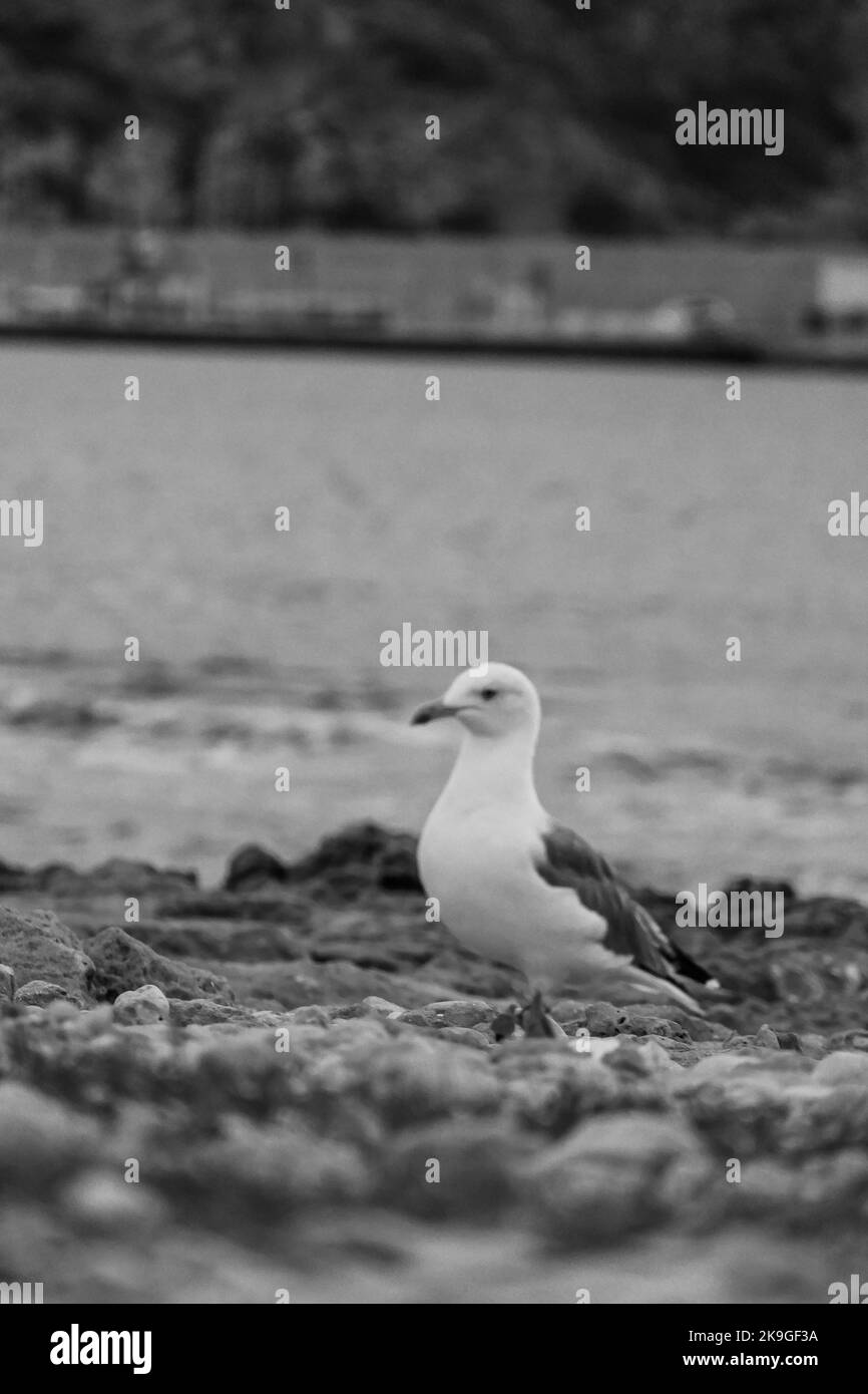 A vertical closeup grayscale of a sea Gull on the shore with the beach ...