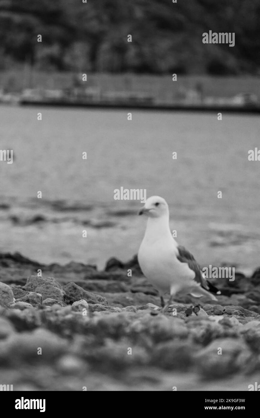 A vertical closeup grayscale of a sea Gull on the shore with the beach ...