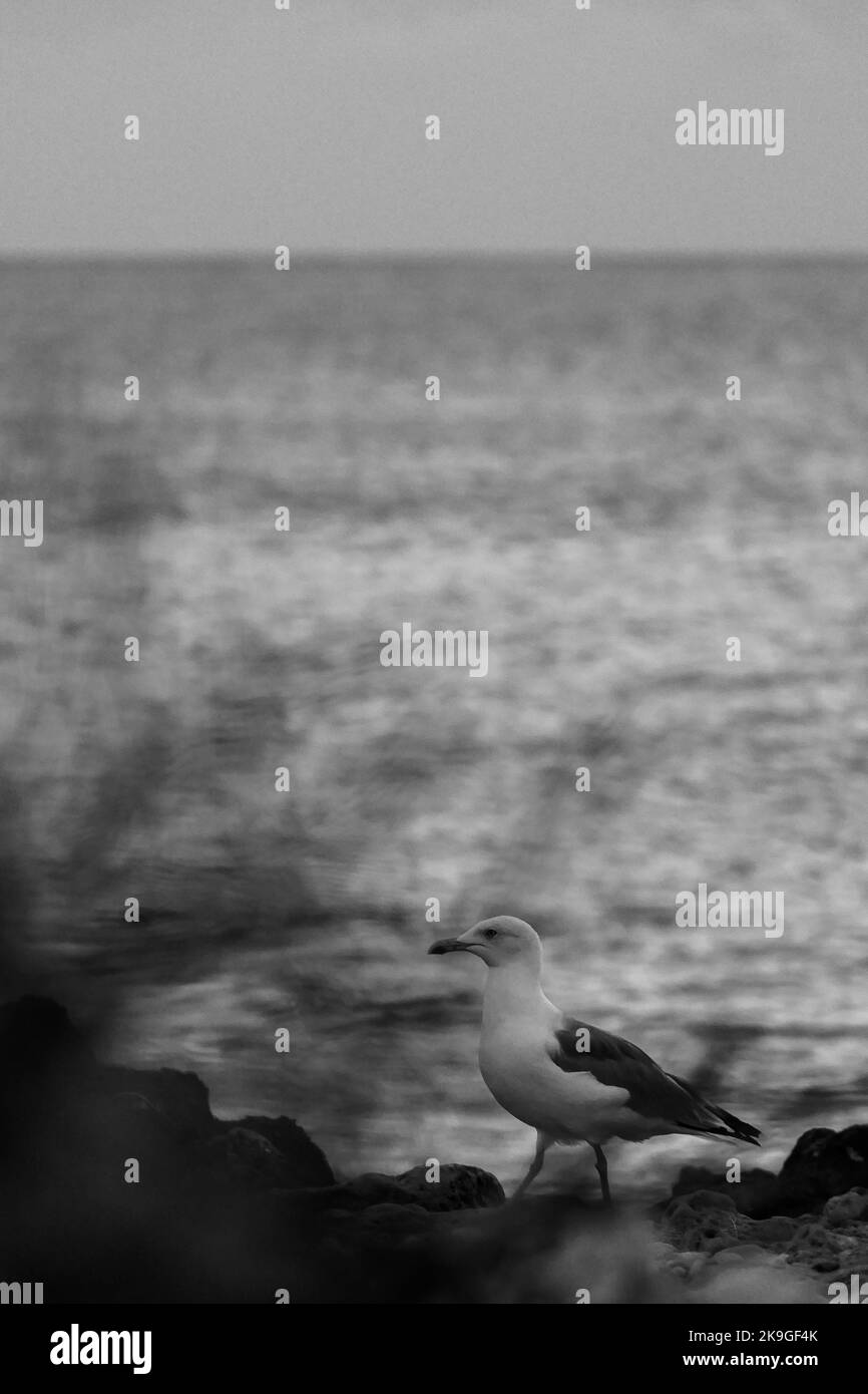 A selective focus vertical grayscale shot of a seagull at the beach ...