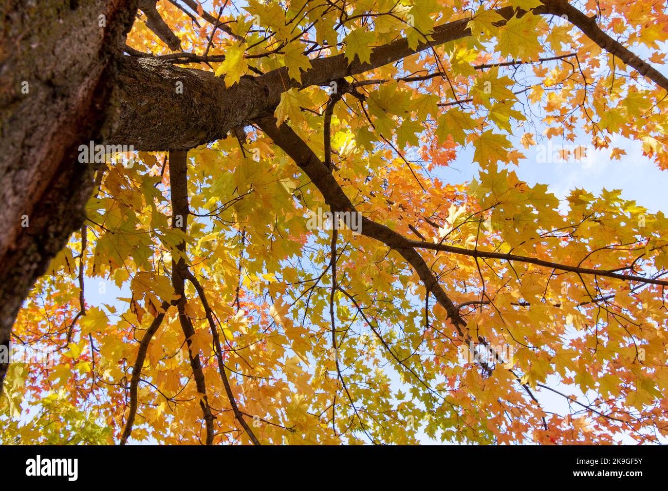 Looking up into maple trees in full fall foliage. Bright sunny day ...
