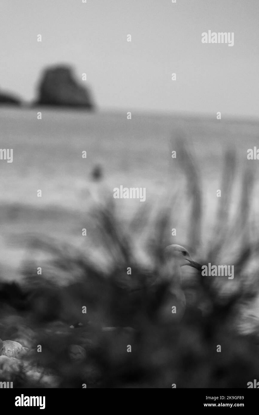A closeup of a seagull on the shore captured through the tree, a ...