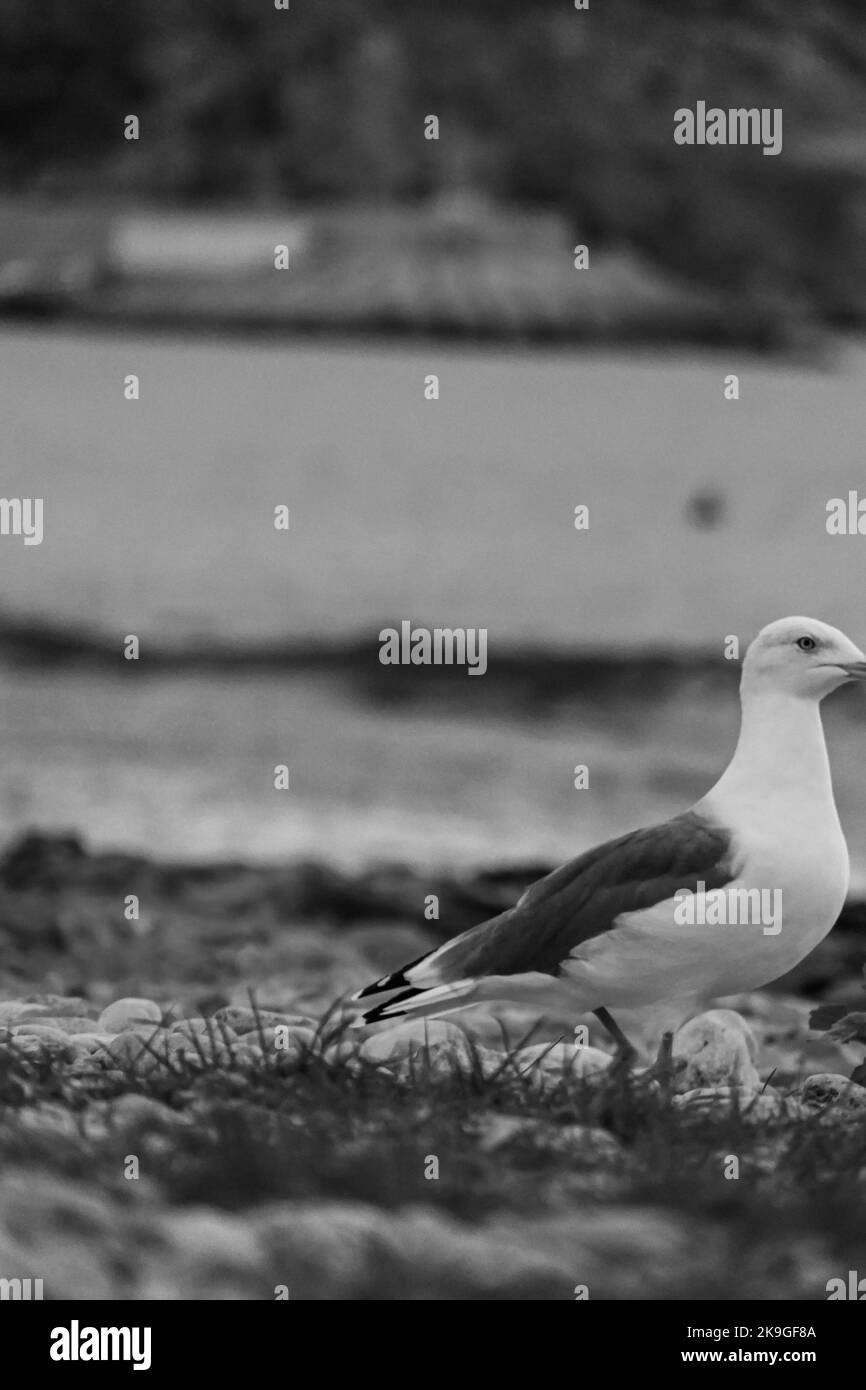 A closeup of a seagull on the shore, a vertical, monochrome shot Stock ...