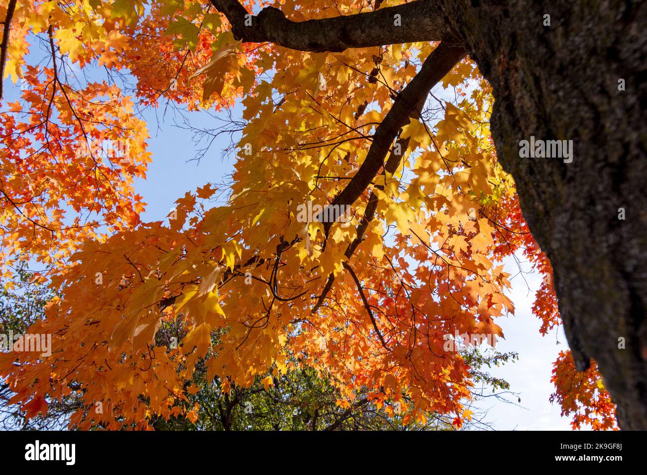 Looking up into maple trees in full fall foliage. Bright sunny day ...