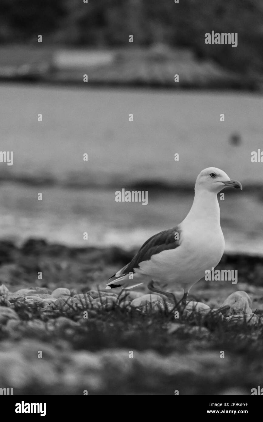 A closeup of a seagull on the shore, a vertical, monochrome shot Stock ...
