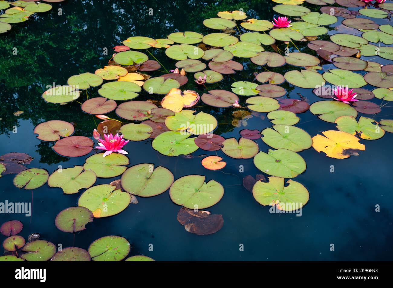 A blomming water lilys surrounded by lily pads surrounded by lily pads ...