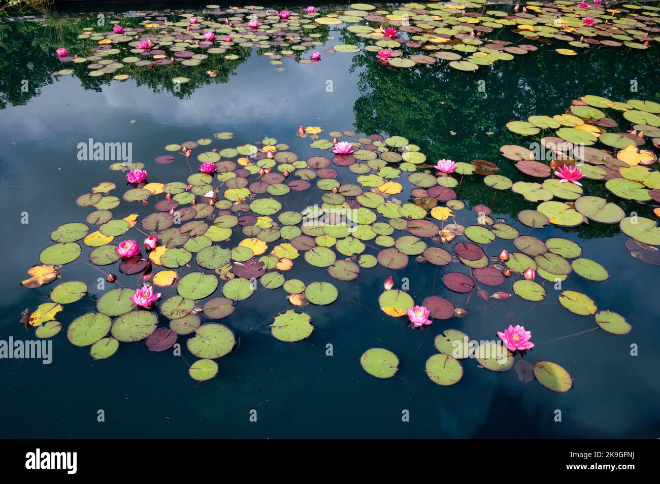 White lily pads hi-res stock photography and images - Alamy
