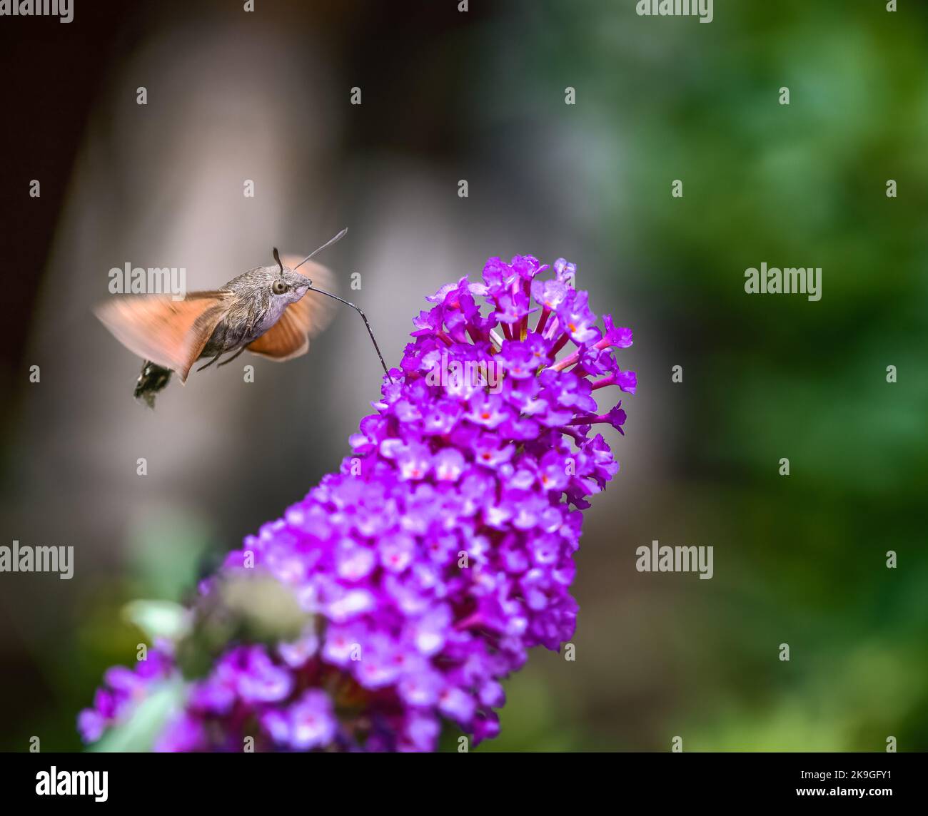 Hummingbird hawk-moth flying to a purple budleia flower Stock Photo - Alamy