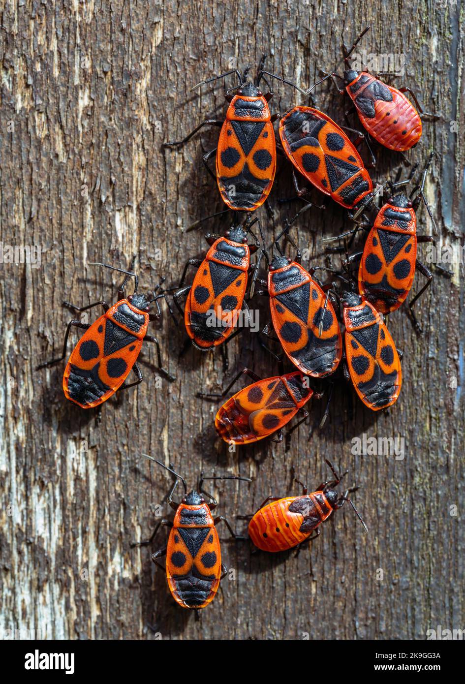 Firebug macro hi-res stock photography and images - Alamy