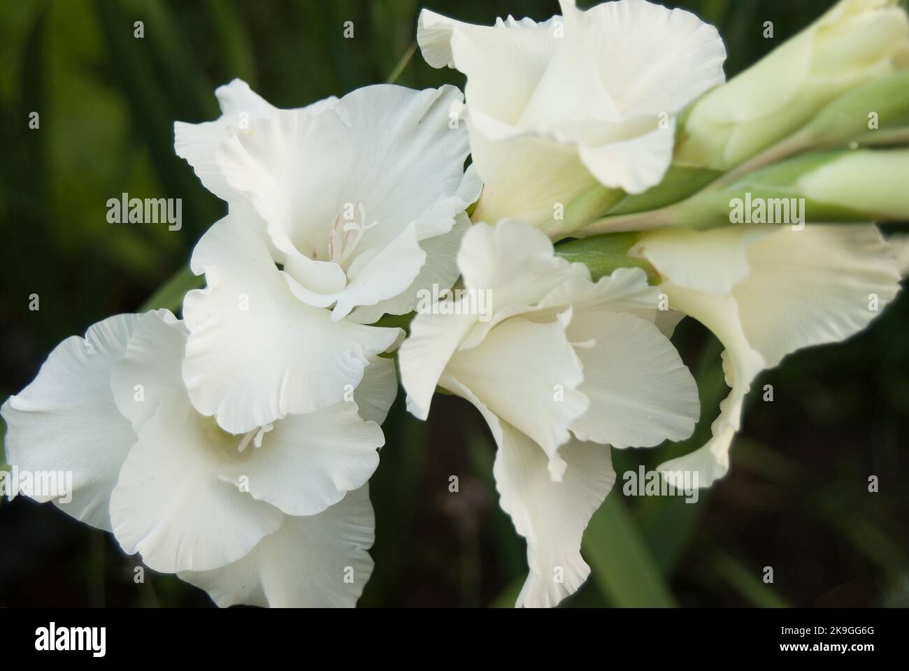 White iris stalk flowers Stock Photo - Alamy
