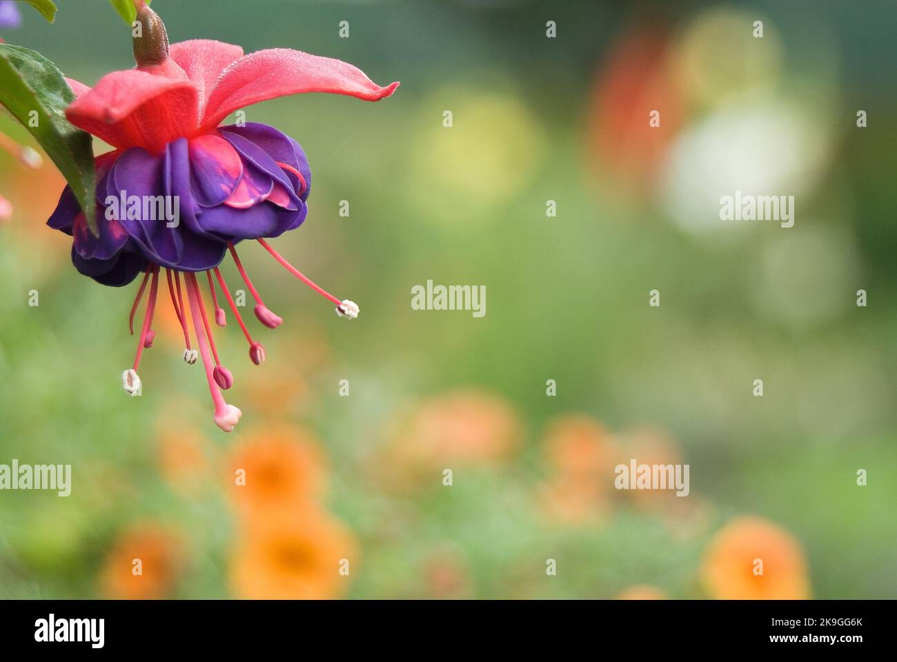 Vibrant purple Fuchsia with pink pedals against a soft colorful orange ...