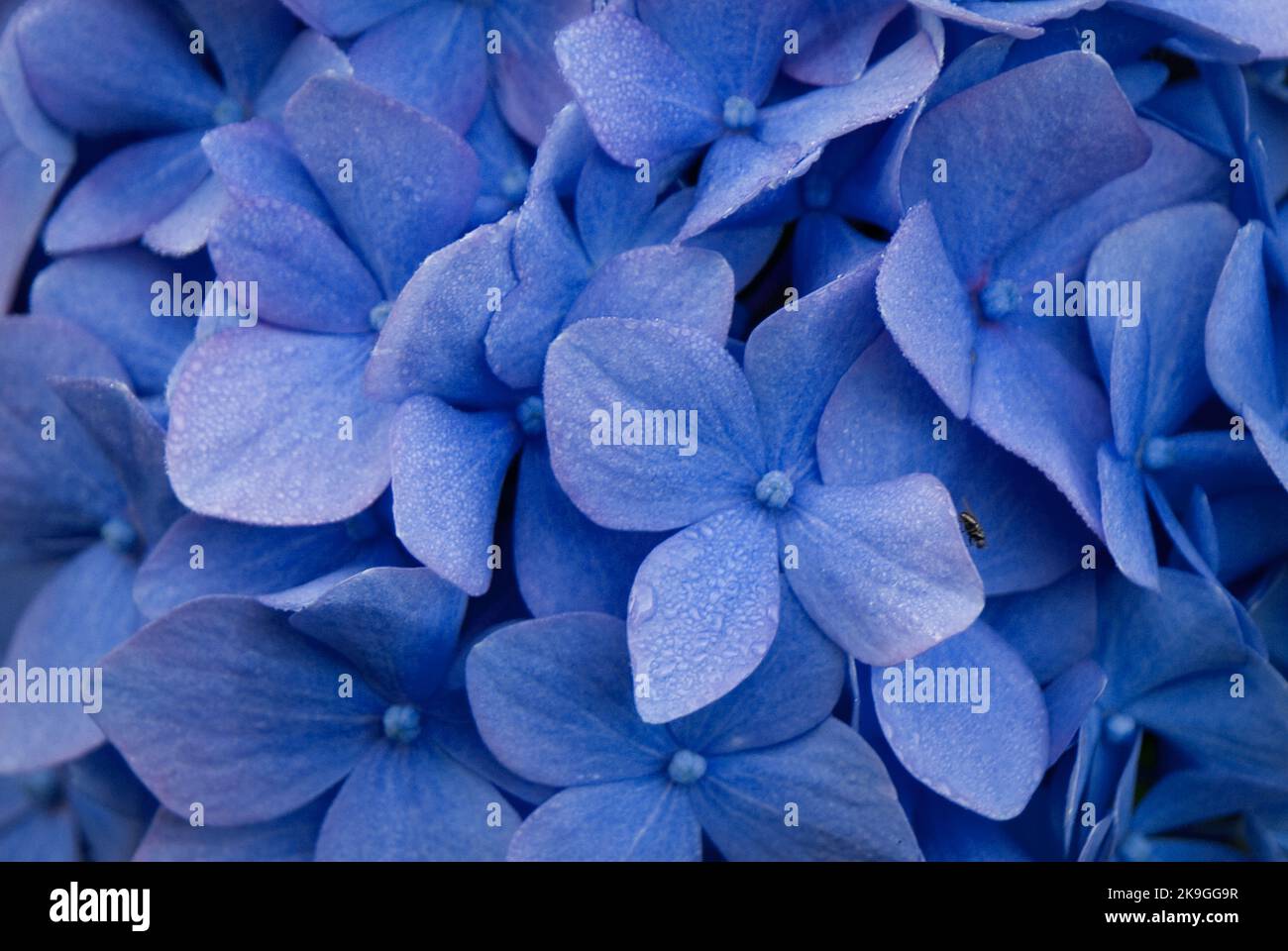 Fill the frame hi-res stock photography and images - Alamy
