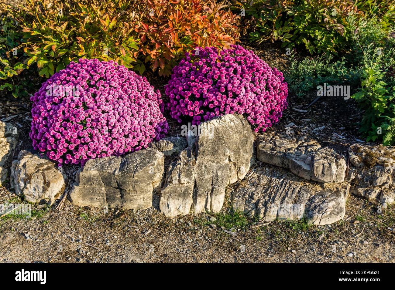 Brilliant pink flowers in a garden in South Seattle, Washington Stock ...